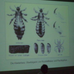 Kleiderlaus - DocCheck Flexikon