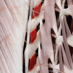 Musculi interspinales - DocCheck Flexikon