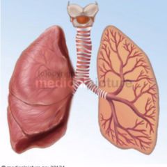 Atemluft - DocCheck Flexikon