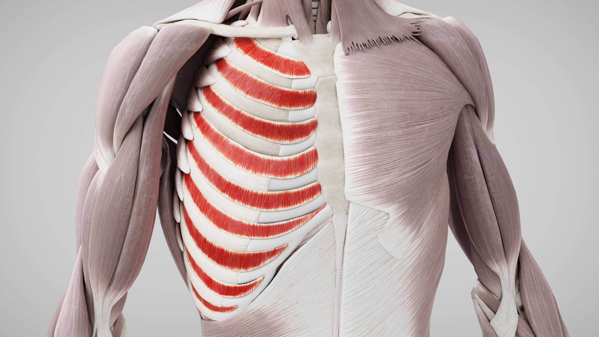 Musculi intercostales interni - DocCheck
