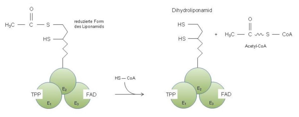 Pyruvatdehydrogenase - DocCheck Flexikon
