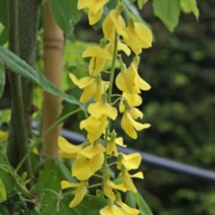 Cytisin - DocCheck Flexikon