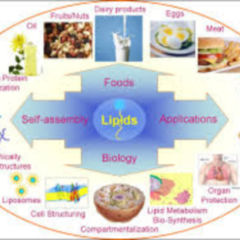 Apikal - DocCheck Flexikon