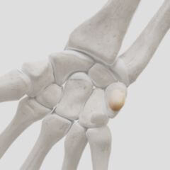 Os pisiforme - DocCheck Flexikon