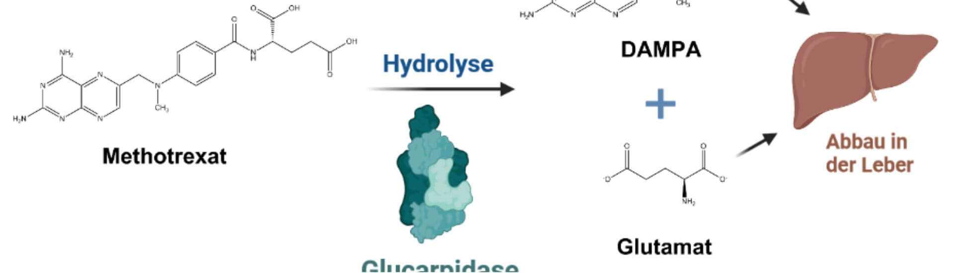 Neueinführung Voraxaze zur Reduktion einer Methotrexat-Toxizität - DocCheck