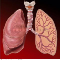 Gasaustausch - DocCheck Flexikon