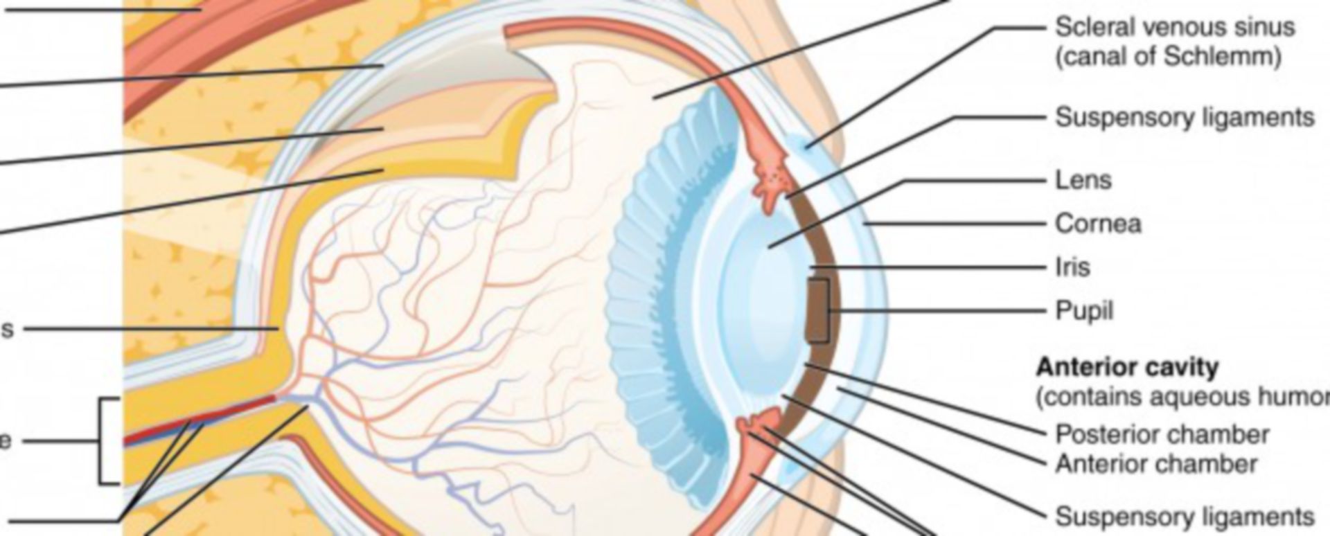 Die Sinnessysteme des menschlichen Körpers - DocCheck