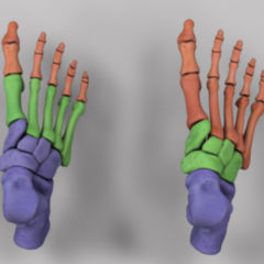 Rückfuß - DocCheck Flexikon