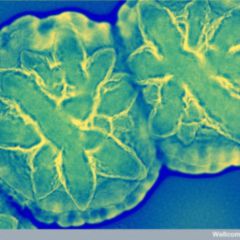Zelle - DocCheck Flexikon