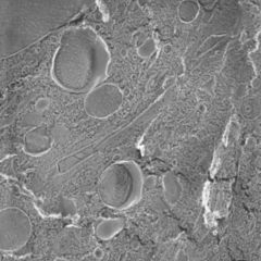 Zellfusion - DocCheck Flexikon