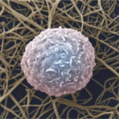 Leukozyt - DocCheck Flexikon