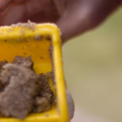 IPP - DocCheck Flexikon