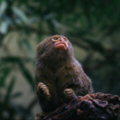 Costa spuria - DocCheck Flexikon