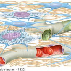 Fibrozyt - DocCheck Flexikon