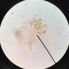 Otodectes cynotis - DocCheck Flexikon