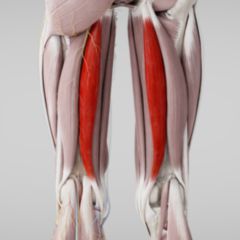 Musculus semitendinosus - DocCheck Flexikon