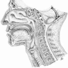 Cymba conchae - DocCheck Flexikon