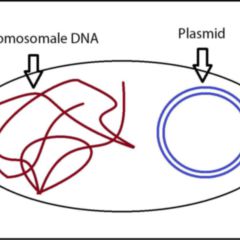 Plasmid - DocCheck Flexikon