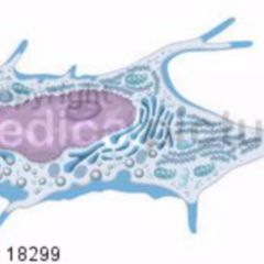 Fibroblast - DocCheck Flexikon