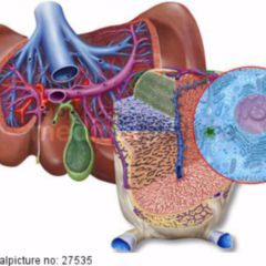 Azinöse Drüse - DocCheck Flexikon
