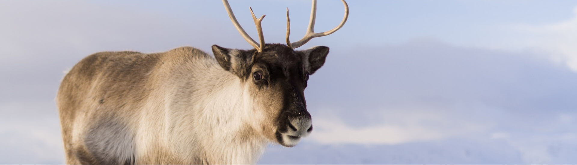 Rentier-Fakten, die ihr kennen solltet - DocCheck