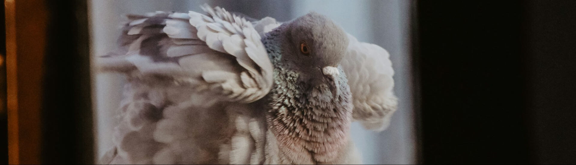 Bird Flu Is Ruffling Human Feathers - DocCheck