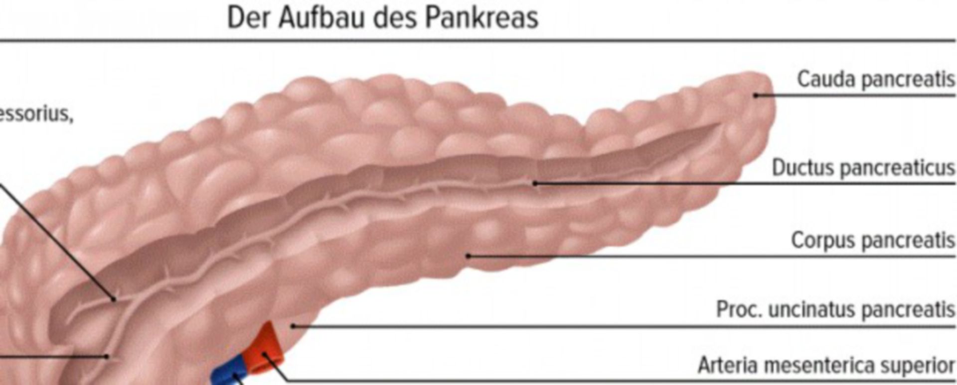 Die Bauchspeicheldrüse: Das Pankreas als exokrines und endokrines Organ ...