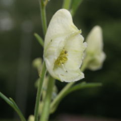 Aconitin - DocCheck Flexikon