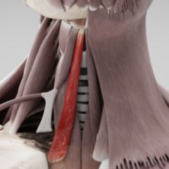 Musculus sternohyoideus - DocCheck Flexikon