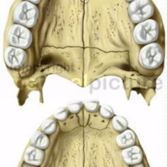 Kind - DocCheck Flexikon