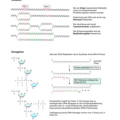 Replikation - DocCheck Flexikon