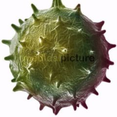 Urticaria factitia - DocCheck Flexikon