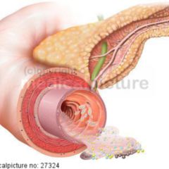 Duodenum - DocCheck Flexikon