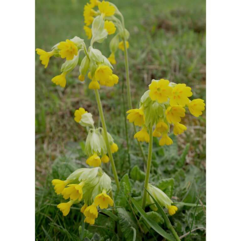 Primula veris - DocCheck