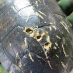 Rickham-Reservoir - DocCheck Flexikon