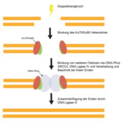 Homologe Rekombination - DocCheck Flexikon
