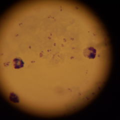 Merozoit - DocCheck Flexikon