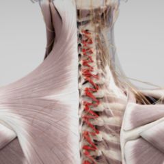 Rotatores Lumborum Illustration Shows Iliocostalis Lumborum Muscles