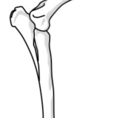 Septum intermusculare brachii mediale - DocCheck Flexikon