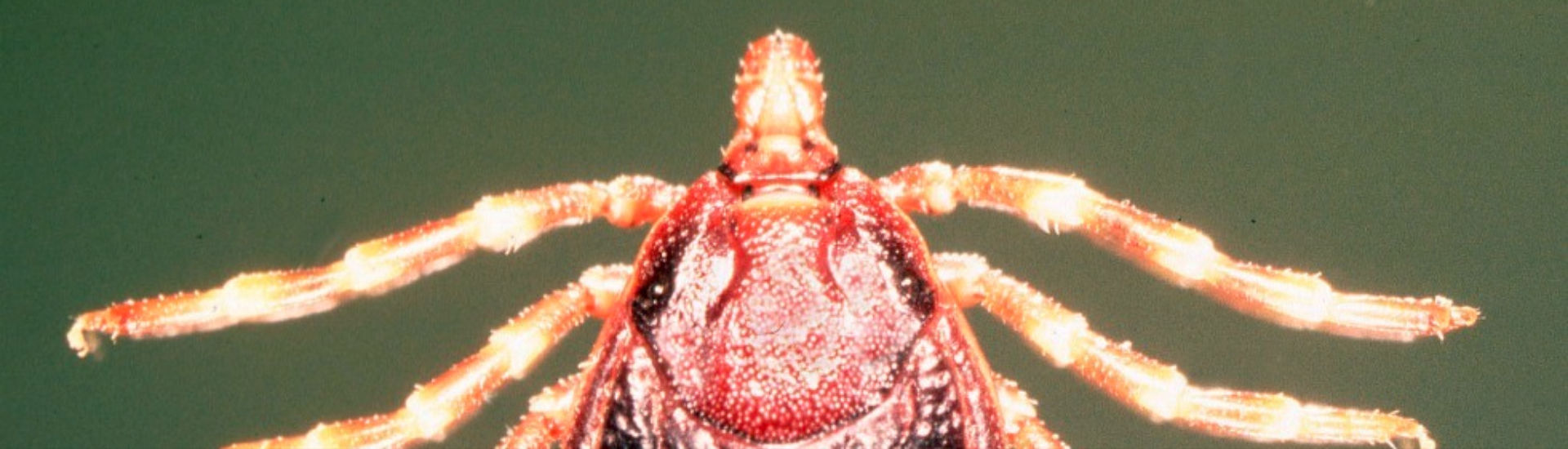 Tropenzecke: Medien im Fleckfieber - DocCheck