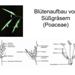 Trisomie 8 - DocCheck Flexikon