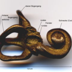 Labyrinthus ethmoidalis - DocCheck Flexikon