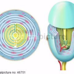 Ruffini-Körperchen - DocCheck Flexikon