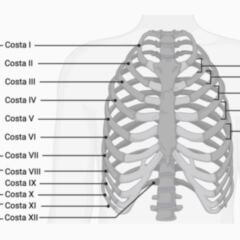 Costa spuria - DocCheck Flexikon