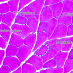 Perimysium - DocCheck Flexikon