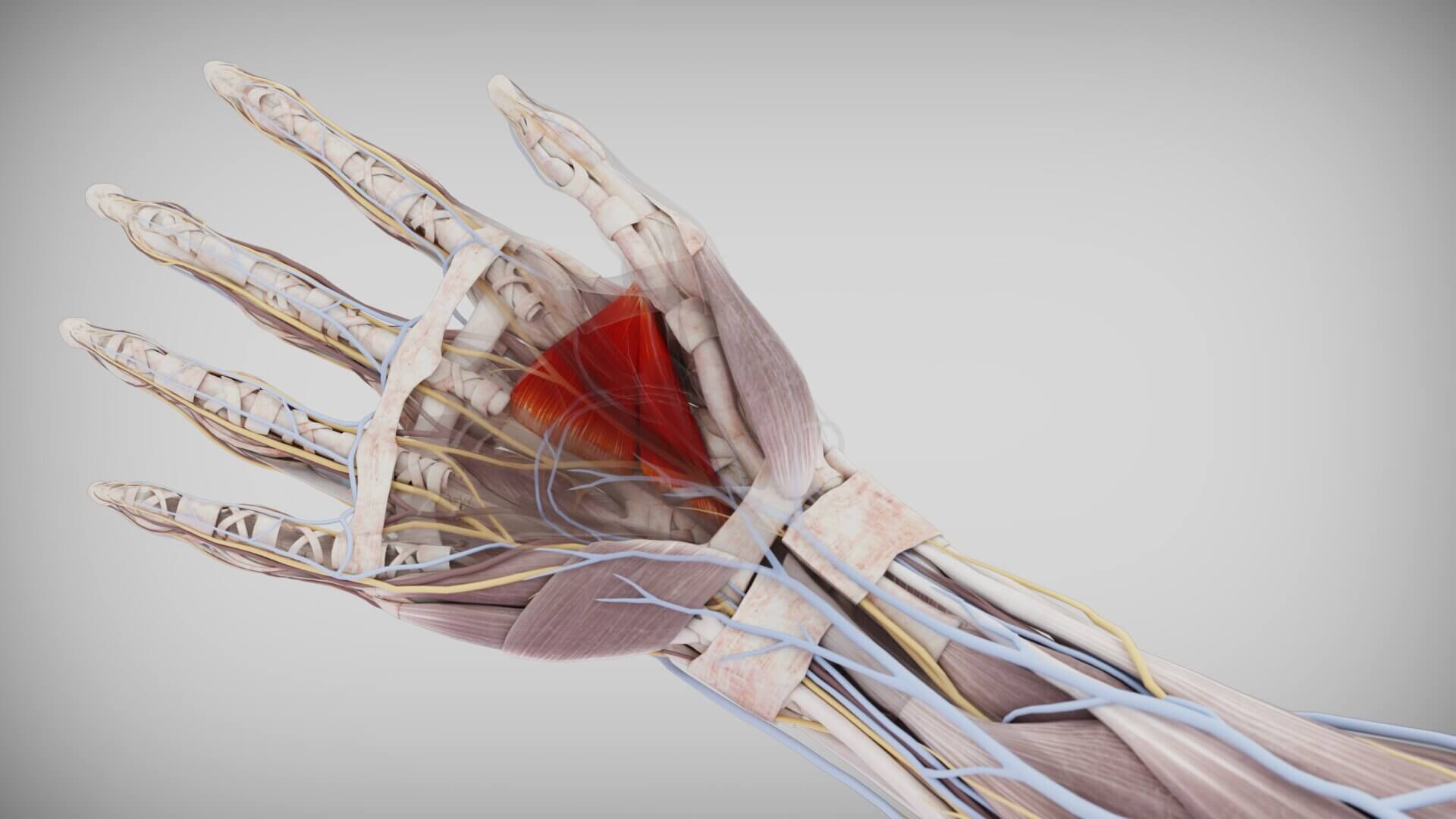 Musculus adductor pollicis - DocCheck