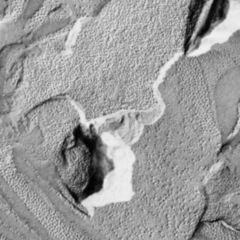 Prokaryot - DocCheck Flexikon