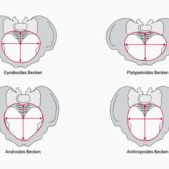 Becken - DocCheck Flexikon