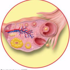 Ovar - DocCheck Flexikon