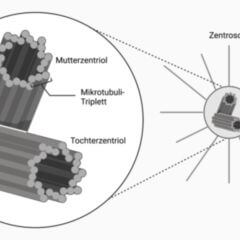 Zentriol - DocCheck Flexikon